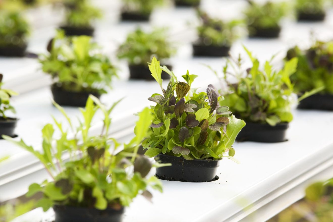Advantages and Disadvantages of Popular Hydroponic Systems