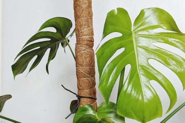 21 Common Monstera Deliciosa Problems and How to Fix Them - My Indoor ...