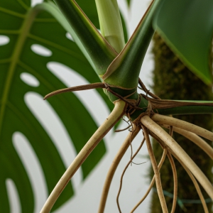 Monstera Aerial Roots Explained: How to Handle, Train, and Propagate ...
