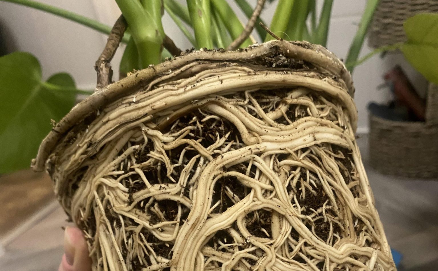 Monstera Aerial Roots Explained: How to Handle, Train, and Propagate ...