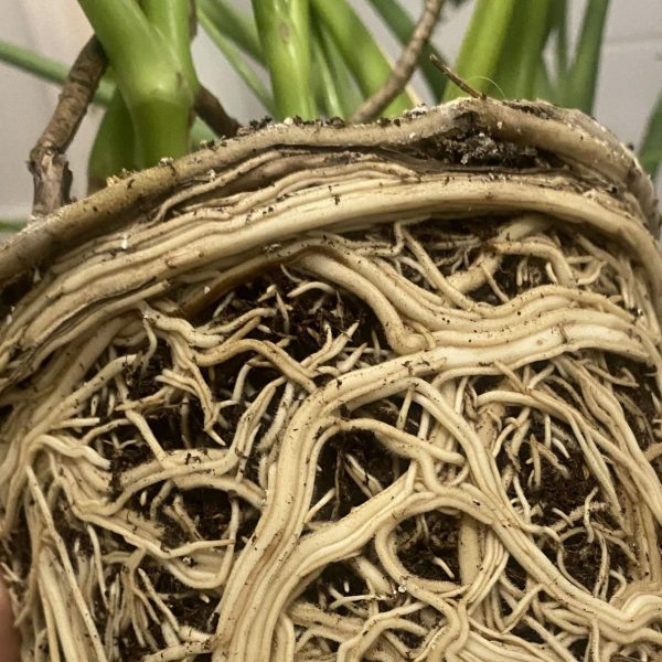 Monstera Aerial Roots Explained: How to Handle, Train, and Propagate ...